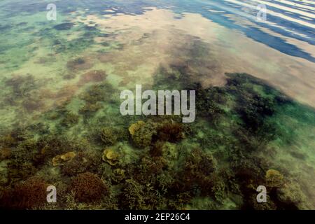 Coral reefs on the bed of coastal water photographed from a jetty in ...