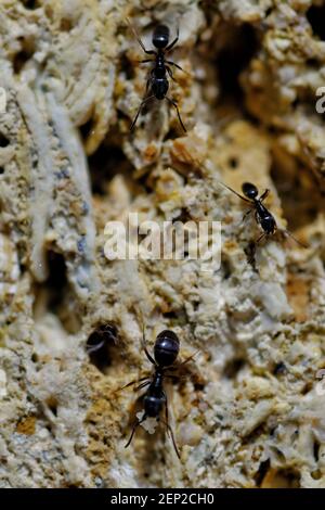 macro photography of one ant carrying bulky and heavy cargo on top of ...