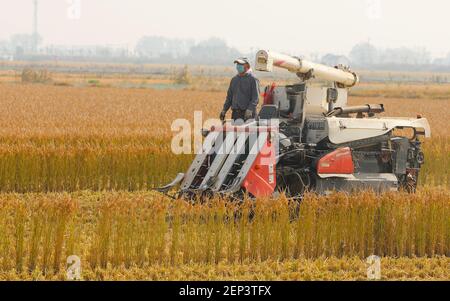 A Chinese worker drives a reaping machine to harvest rice in the field ...