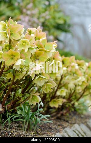 Helleborus nigercors "Ice Breaker'. Helleborus × nigercors 'Coseh 820 ...