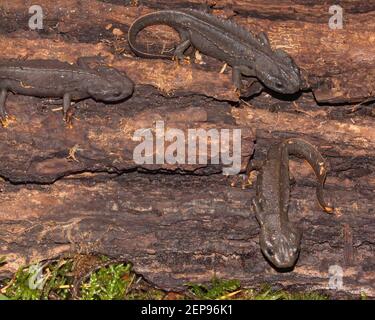 Closeup of a crocodile on a wood Stock Photo - Alamy