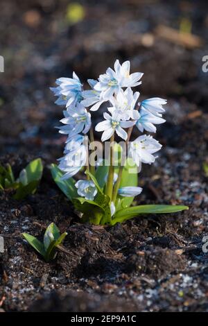 early scilla, white squill (Scilla mischtschenkoana, Scilla ...