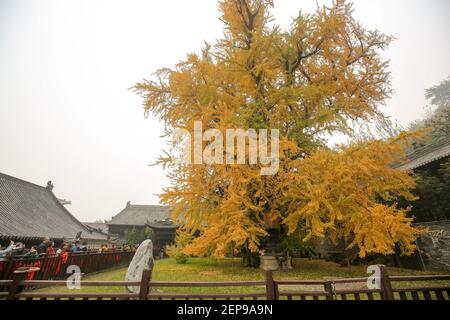 The 1400-thousand-year-old ginkgo tree, planted by Emperor Taizong of ...