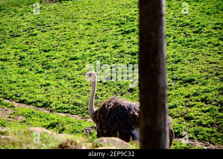 Ostriches in sunny days at Bursa Zoo. Turkey Ostriches walking in its ...