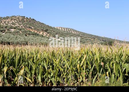 Typical rural landscape with olives and corn fields. Andalusia, Spain ...