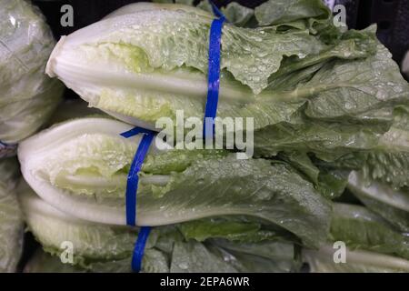 E coli contamination of romaine lettuce Stock Photo - Alamy
