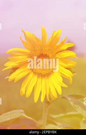Sunflowers natural colourfully backgrounds Stock Photo - Alamy