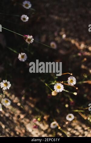 native Australian Brachyscome daisy plant outdoor in sunny backyard ...