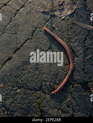 Earthworm on the ground after rain Stock Photo - Alamy