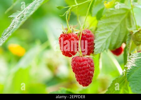 young sprouts of raspberries at garden. agricultural and healthy eating ...