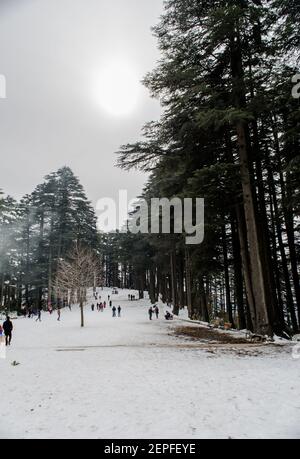 Patnitop a city of Jammu and its park covered with white snow, Winter ...