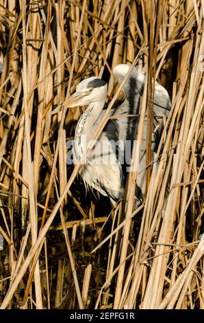 Grey Heron at Slimbridge Stock Photo - Alamy