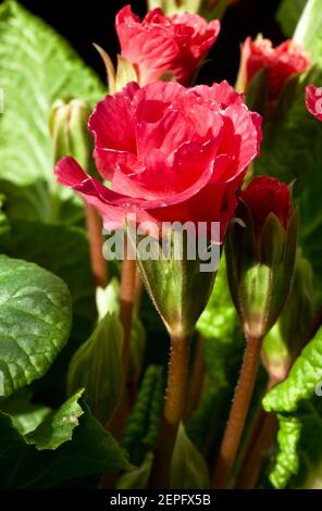 Closeup of pink Primula buds Stock Photo - Alamy