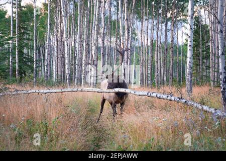 A Large Bull Elk Rubbing Against an Aspen Tree in the Fall Stock Photo ...