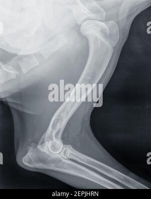 X-ray of the front leg of a young dog with enostosis or panosteitis ...