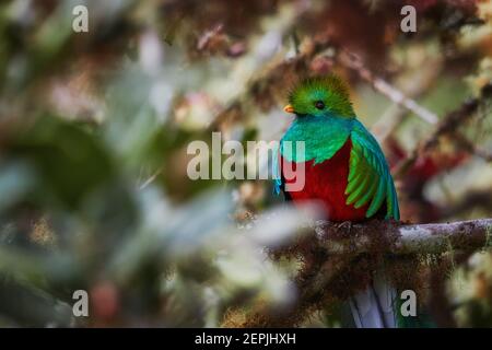The Resplendent Quetzal, Pharomachrus mocinno, was the sacred bird of ...