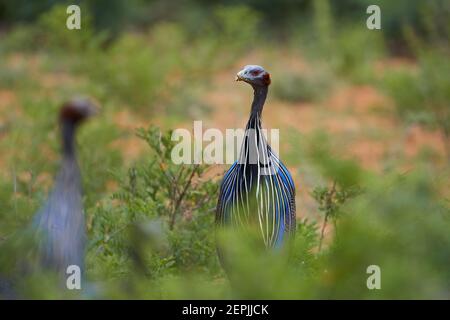 Vulturine guineafowl, Acryllium vulturinum, large african bird, cobalt ...