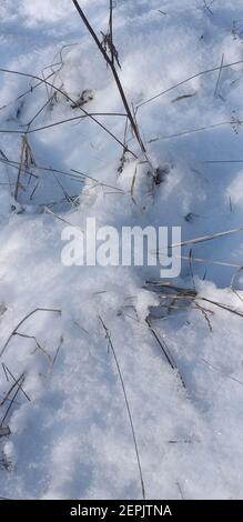Dry grass breaking through the snow Stock Photo - Alamy