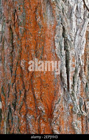 Tree with red bark, bark, green algae (Trentepohlia aurea), Thuringia ...