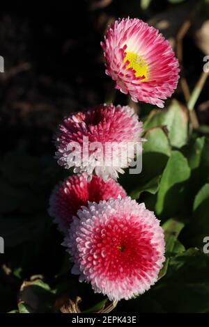 Bellis perennis pomponette ‘Bellissima Rose Bicolor’ Bellis bicolor ...
