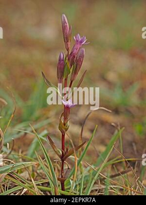 tiny purplish flowers & buds of Autumn Gentian (Gentianella amarella ...