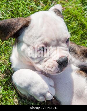 American Bulldog puppy dog top view on green grass Stock Photo - Alamy