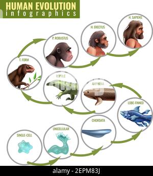 Human evolution stages. Homo sapiens progression monkey human ancestor ...