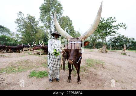 The long horned royal Rwandan cow (Ankole cattle breed- Inyambo ) at ...
