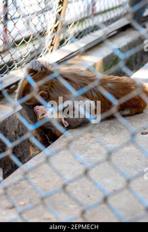 A selective focus of a cute baboon monkey with an amazed face ...