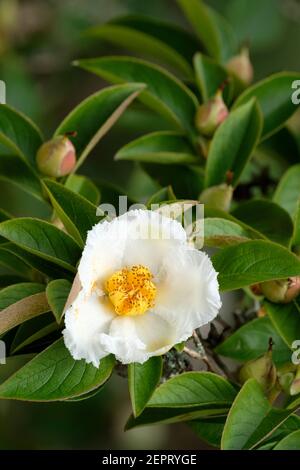 Flowers of Stewartia pseudocamellia (Korean stewartia / Japanese ...