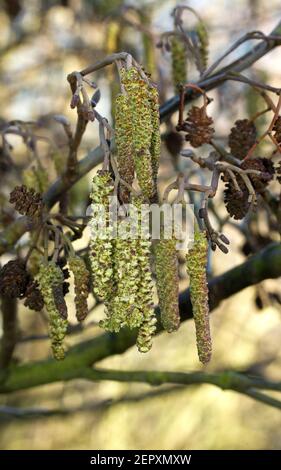 The male catkins of the Alder Tree are the first to appear at the end ...