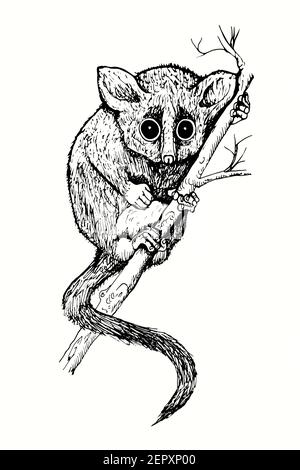 Pygmy mouse lemur, Microcebus myoxinus, Peters' mouse lemur, dormouse ...