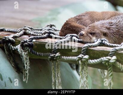 Pretty Otters, the members of Mustelidae family Stock Photo - Alamy