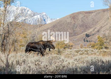 Shiras Moose (Alces alces shirasi Stock Photo - Alamy