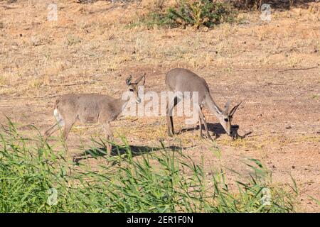 A male Grey Rhebok, Pelea capreolus, in the Afromontane Grasland of the ...