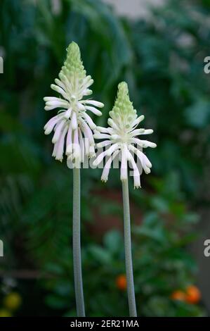 Forest lily (Veltheimia bracteata) in flower. Photographed in Cape Town ...