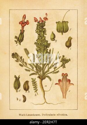 Common lousewort (Pedicularis sylvatica), illustration Stock Photo - Alamy