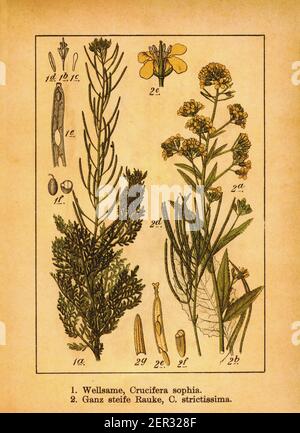 Deutschlands Flora in Abbildungen Nach Der Natur, a German botanical ...