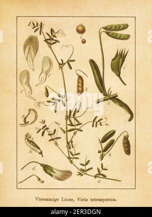 Smooth Tare, Smooth Vetch, Lentil Vetch, Sparrow Vetch, Vicia ...
