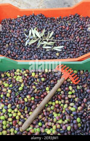 Olives harvested , in plastic crate Stock Photo - Alamy