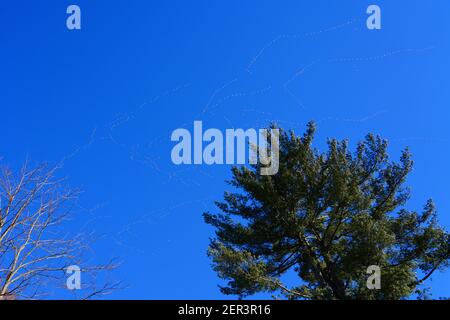 Migrating geese flying in pattern formations in the blue sky in winter ...