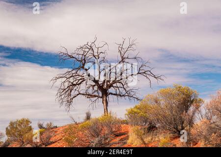 TREES AND BUSHES, RED CENTRE, NORTHERN TERRITORY, AUSTRALIA Stock Photo ...