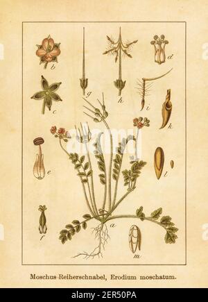 Musky stork's bill, Whitestem filaree (Erodium moschatum), medicinal ...