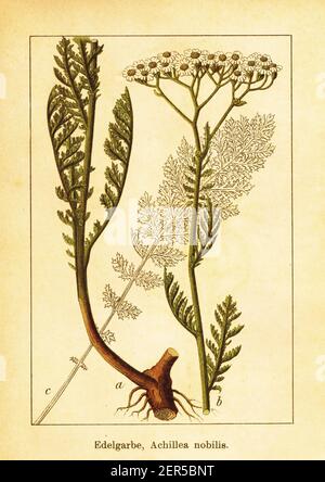Old botanical illustration engraving of Yarrow / Achillea millefolium ...