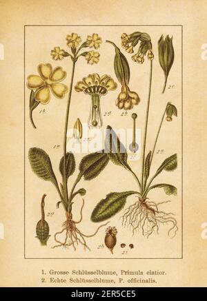 Cowslip Primrose (Primula veris), illustration Stock Photo - Alamy