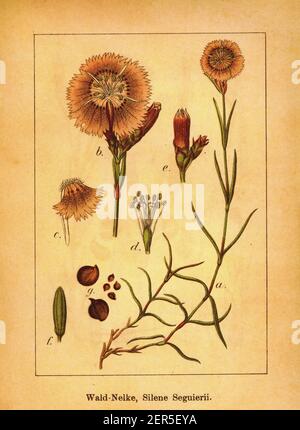 Old botanical illustration engraving of Ragged Robin / Lychnis flos ...