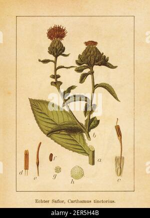 Safflower Carthamus tinctorius, (botany book, 1909), Färberdistel ...