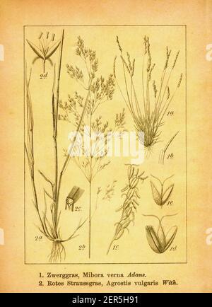 Common bent (Agrostis capillaris). Illustration showing the leaves ...