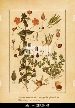 Scarlet pimpernel, Red pimpernel , Anagallis phoenicea, right: Chaffwee ...