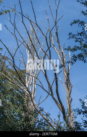 Tree with its branches and twigs reaching for the sky. Providing ...